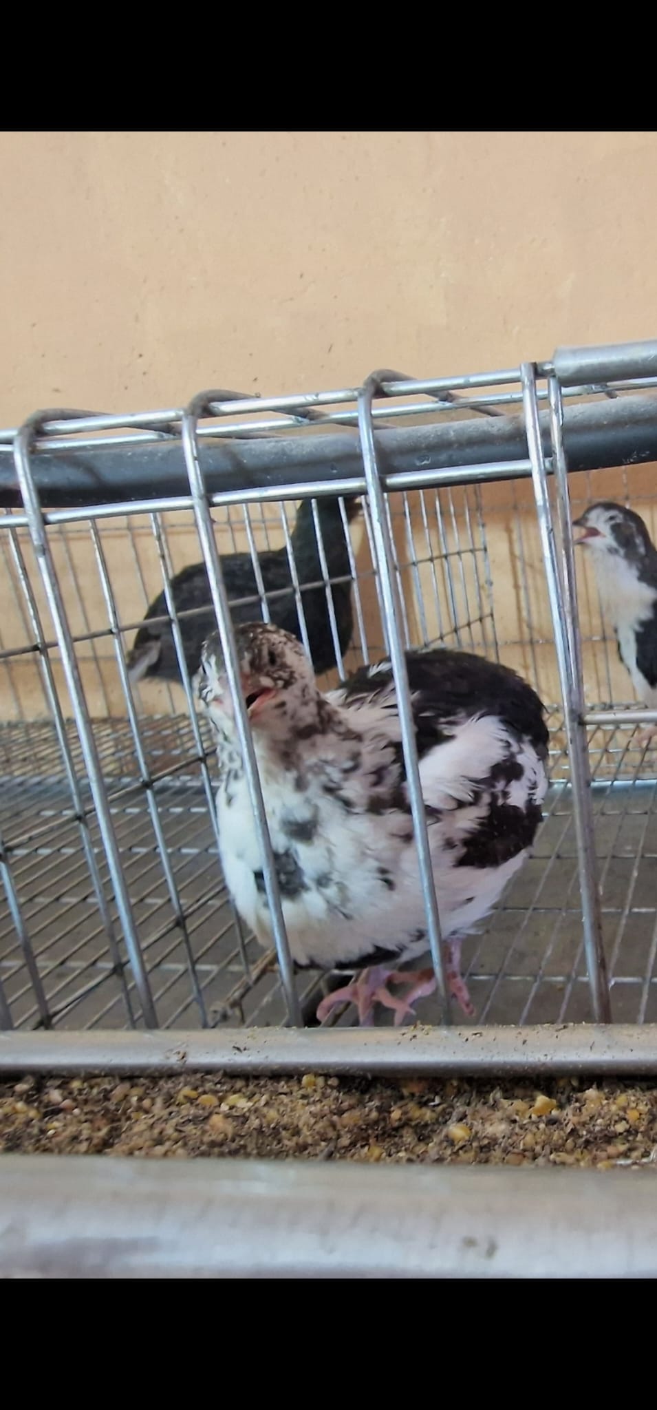 Ouă de prepeliță pentru incubat Tupfer – Prepelite OltFarm Romania