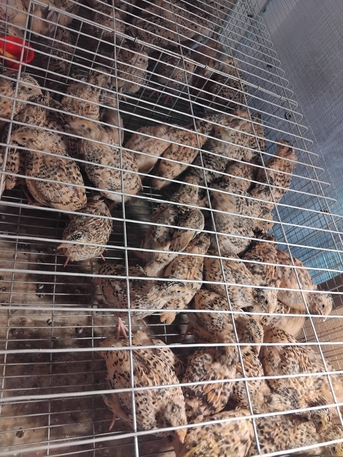 Ouă de prepeliță pentru incubat Jumbo Gold - Prepelite OltFarm Romania