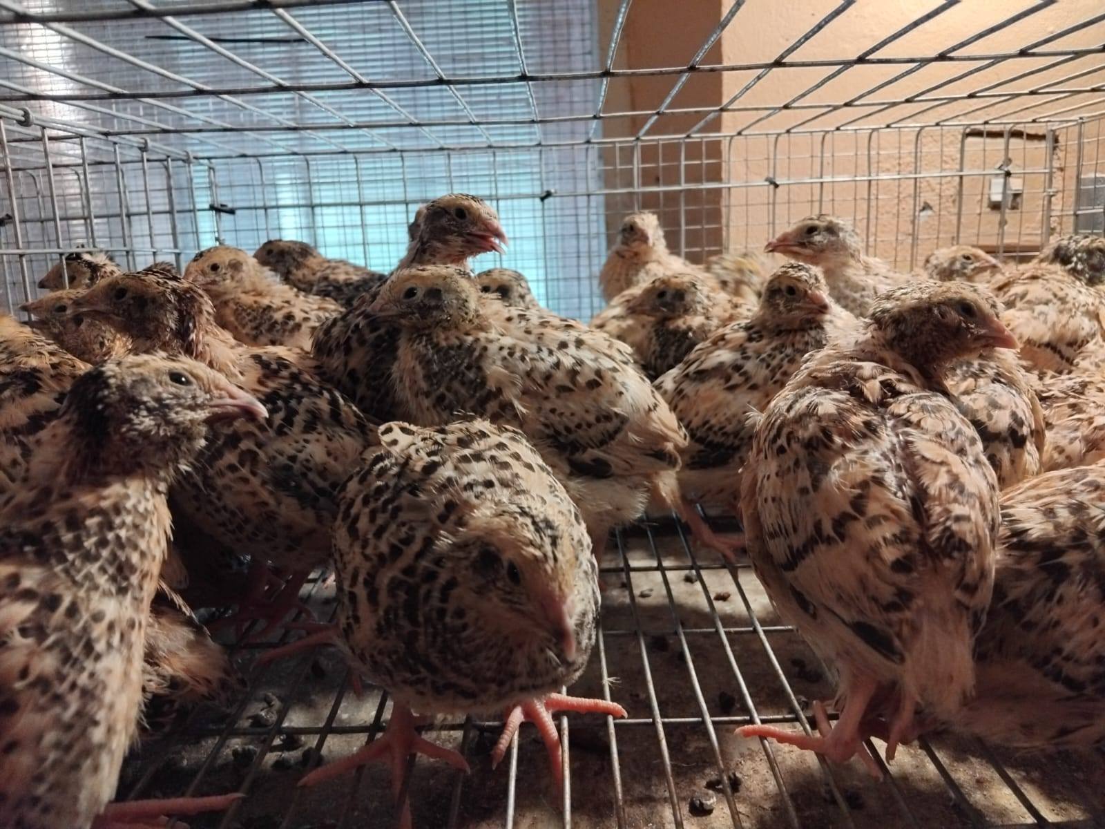 Ouă de prepeliță pentru incubat Jumbo Gold - Prepelite OltFarm Romania